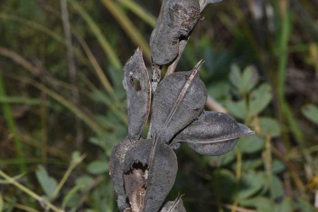 tall blue wild indigo from K-177, Matfield Green, KS, US on September ...