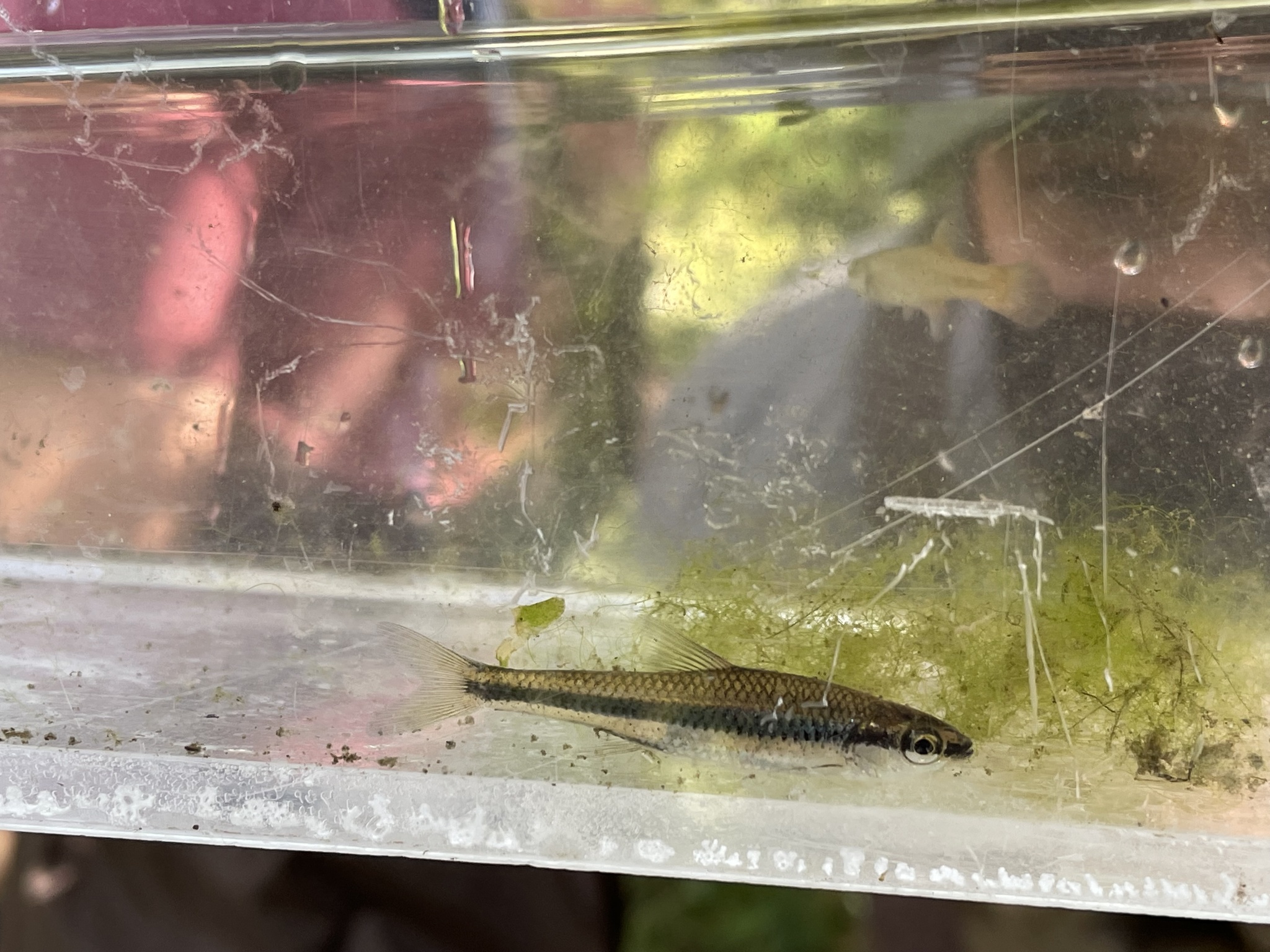 Notropis heterodon (Cope, 1865)