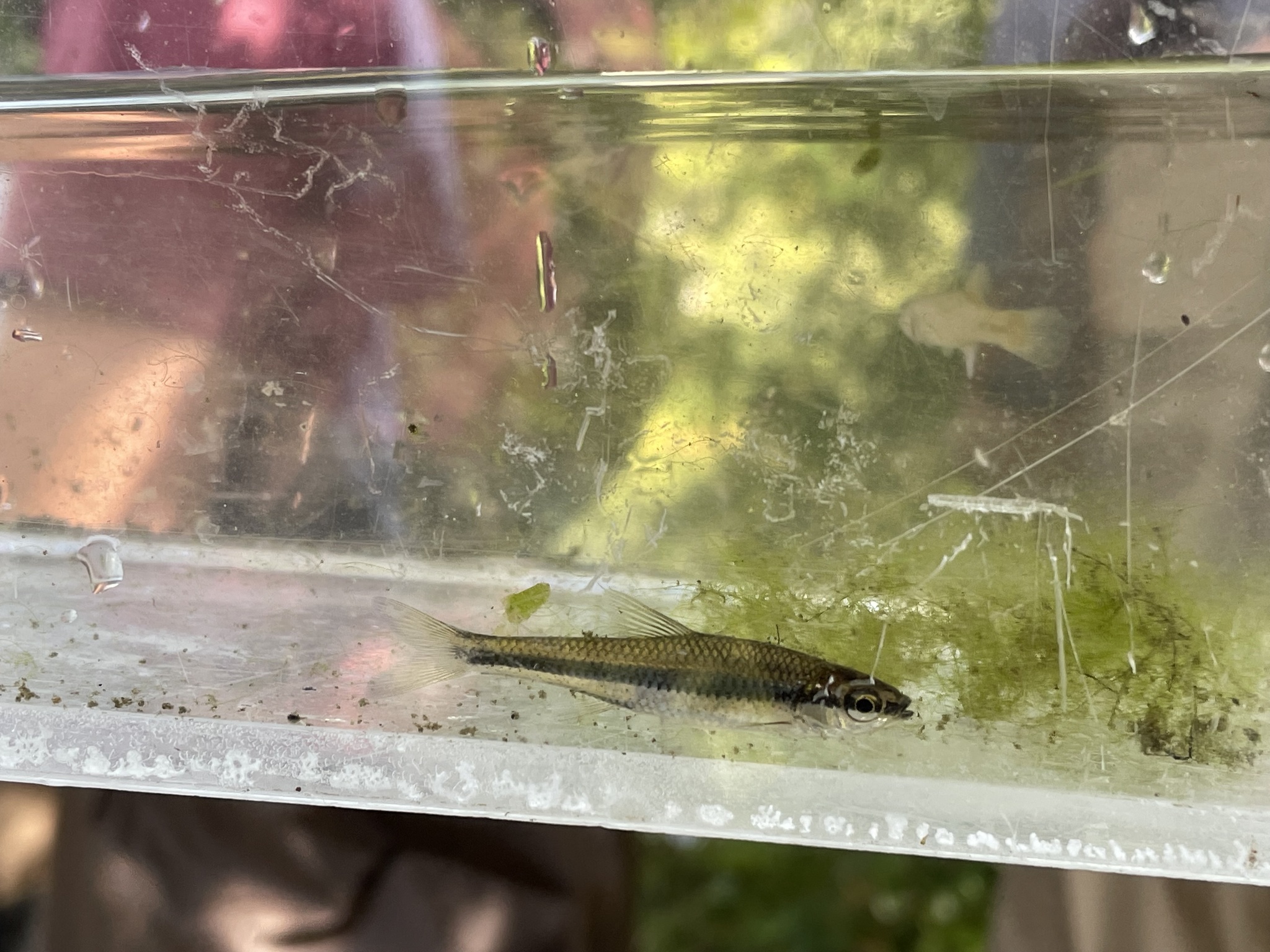 Notropis heterodon (Cope, 1865)