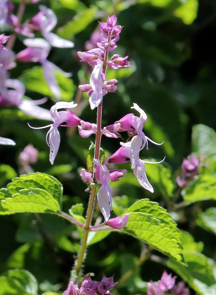 Large Shellbush (Ocimum labiatum) - Botanical Realm