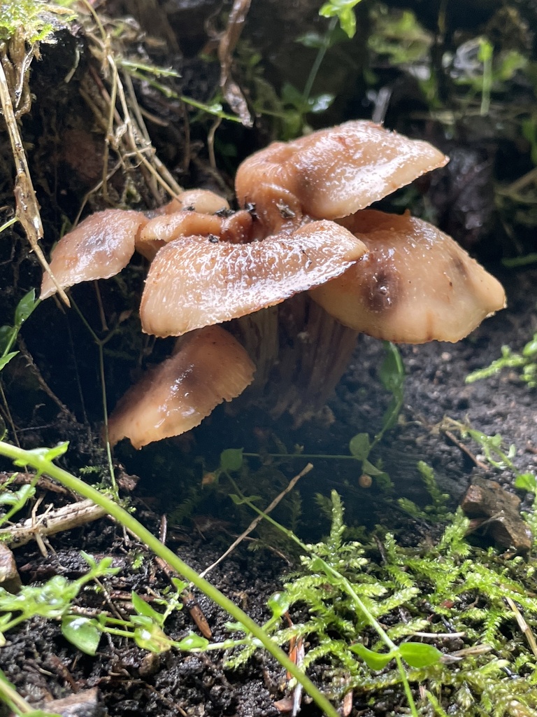 aniseed cockleshell from Okanogan - Wenatchee National Forest, Cle Elum ...