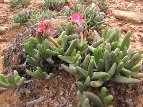 Cephalophyllum caespitosum · iNaturalist