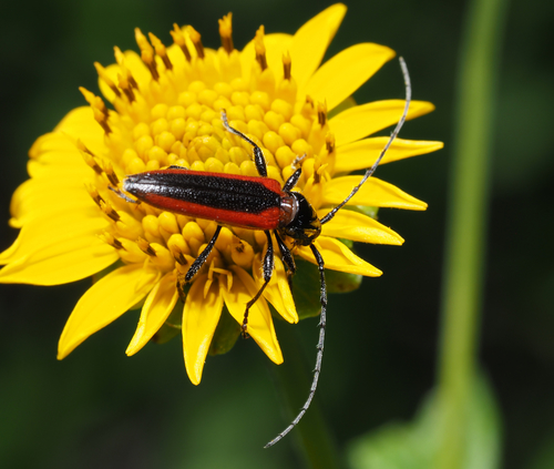 (Stenosphenus suturalis)