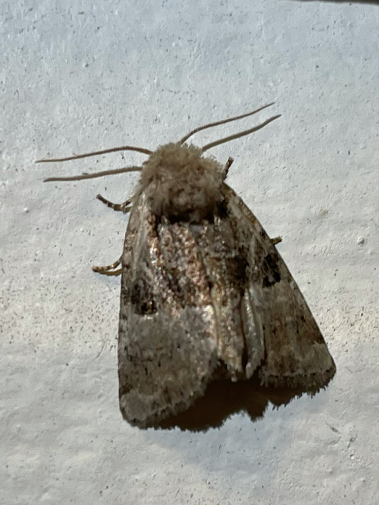 Multicolored Sedgeminer Moth from New Castle on September 15, 2021 at ...