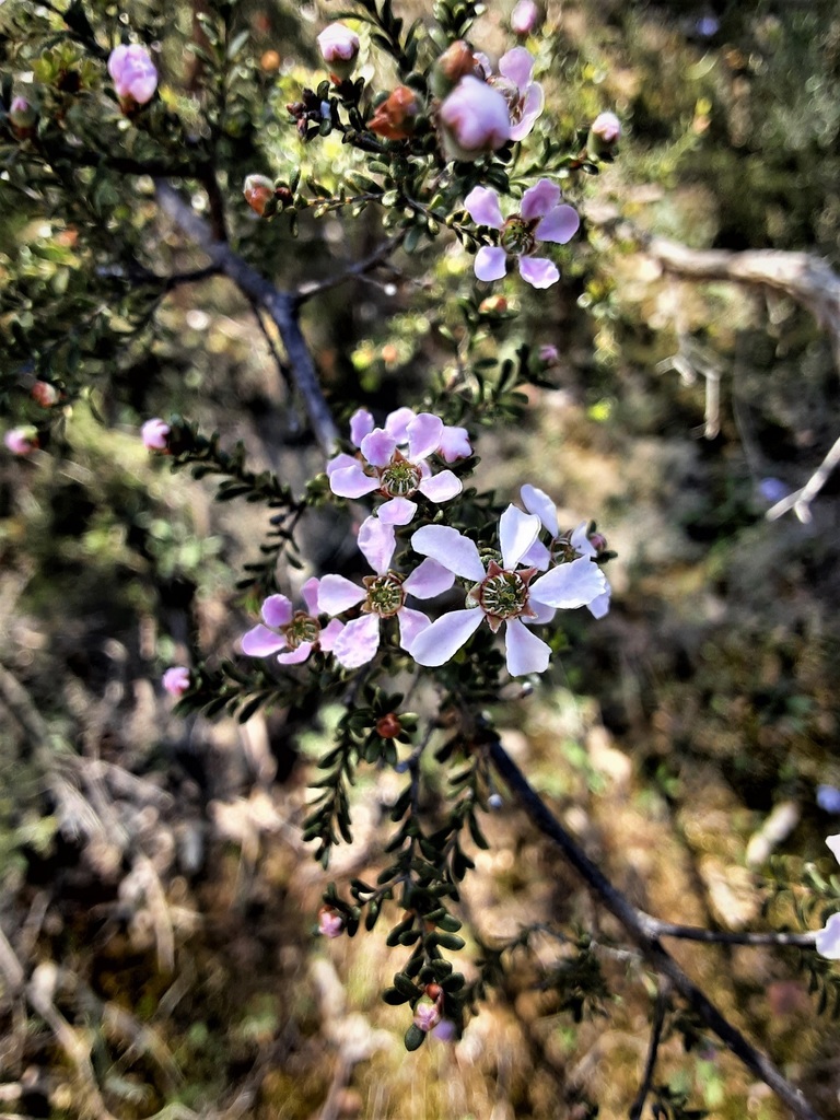 Small-leaf Tea-tree from Bogee NSW 2849, Australia on September 15 ...