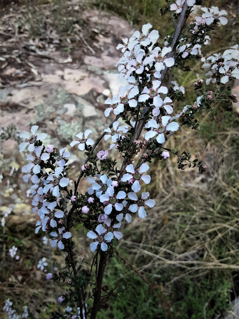 Small-leaf Tea-tree from Bogee NSW 2849, Australia on September 15 ...