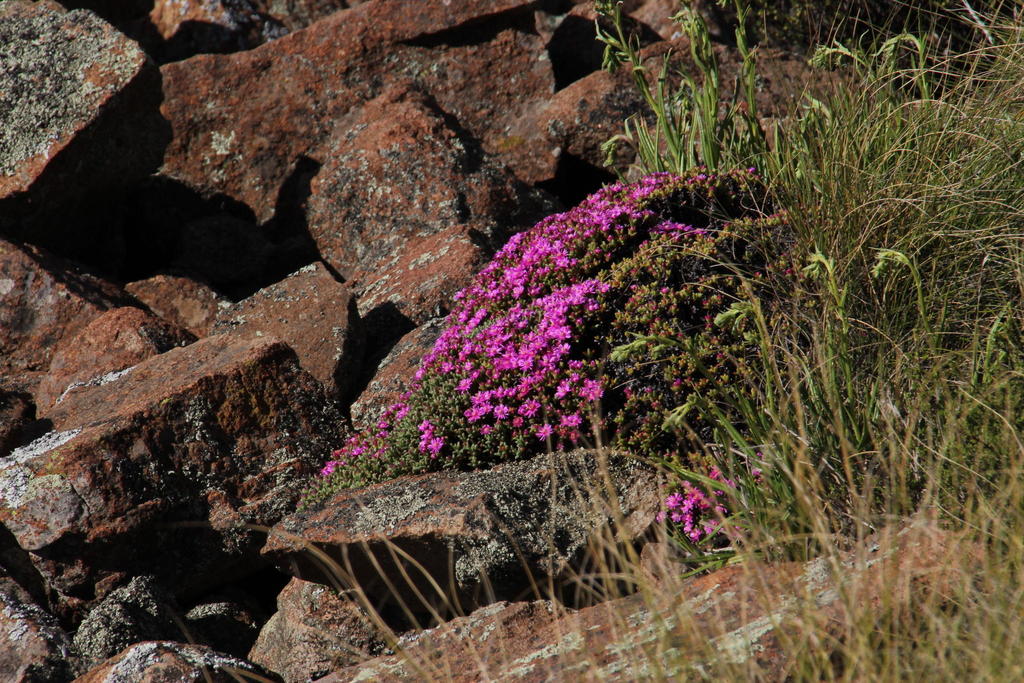 Boring Tentfig from Kompassberg north gulley ascent on December 3, 2015 ...