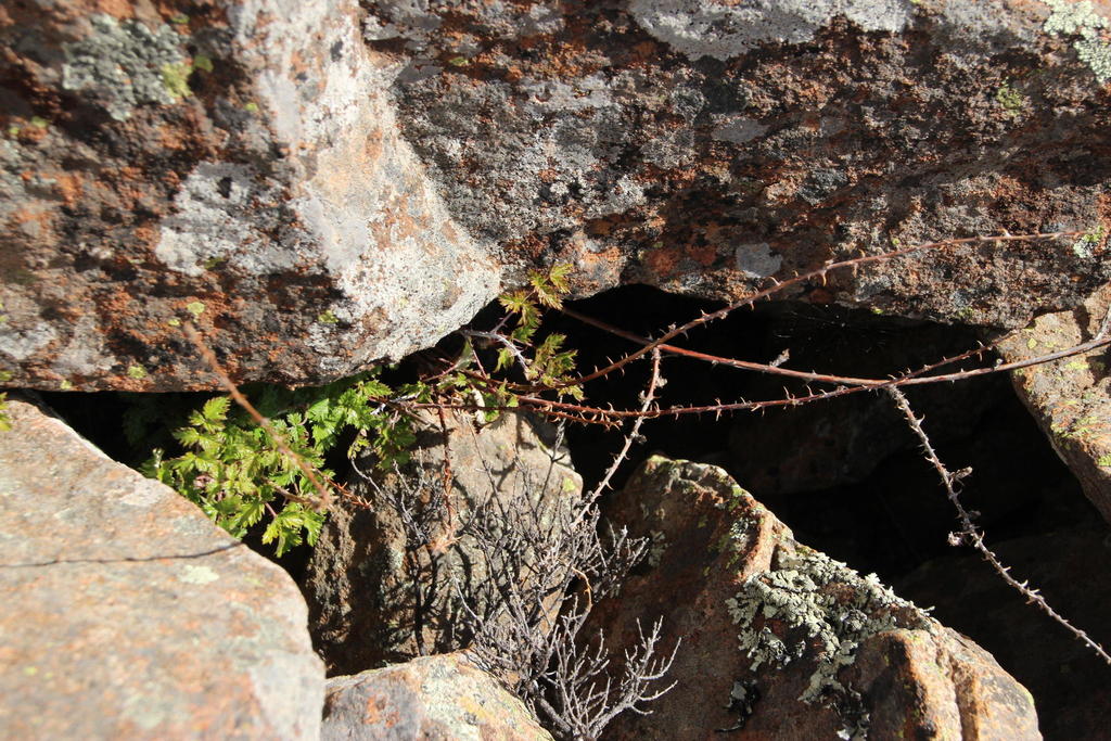 Common Silver Bramble (Rubus ludwigii ludwigii) - Botanical Realm