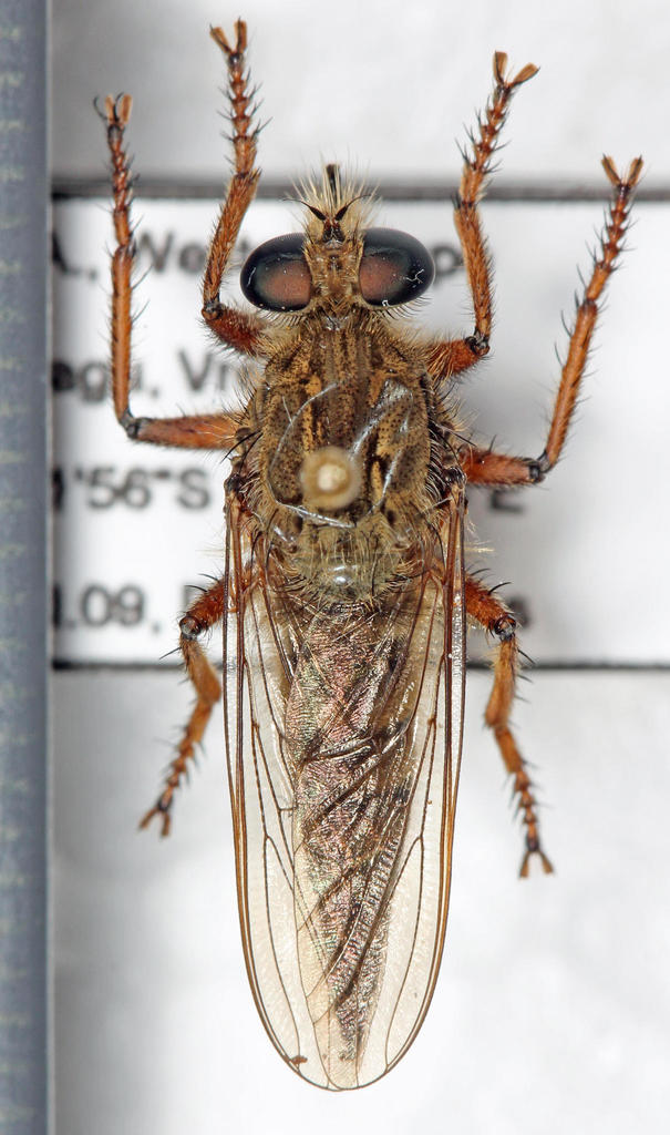 Giant Robber Flies from Montagu area on December 9, 2009 by Johan ...