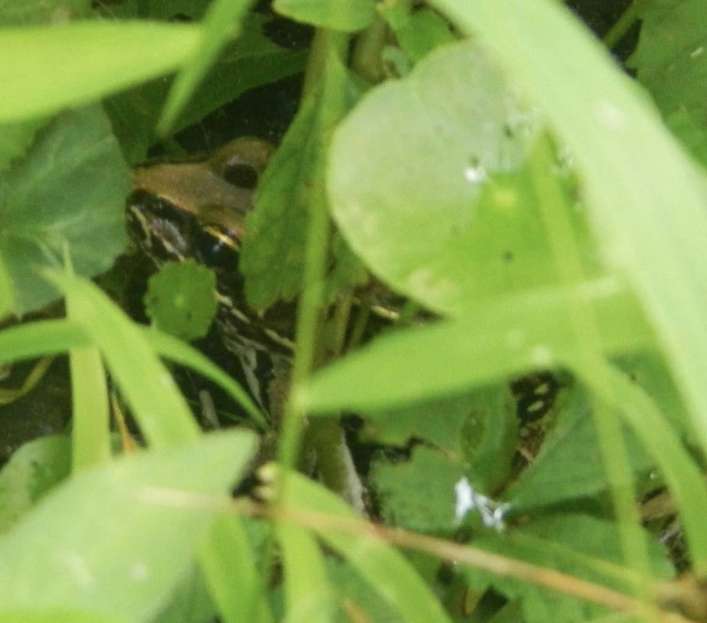 Atlantic Coast Leopard Frog from Worcester County, MD, USA on September ...
