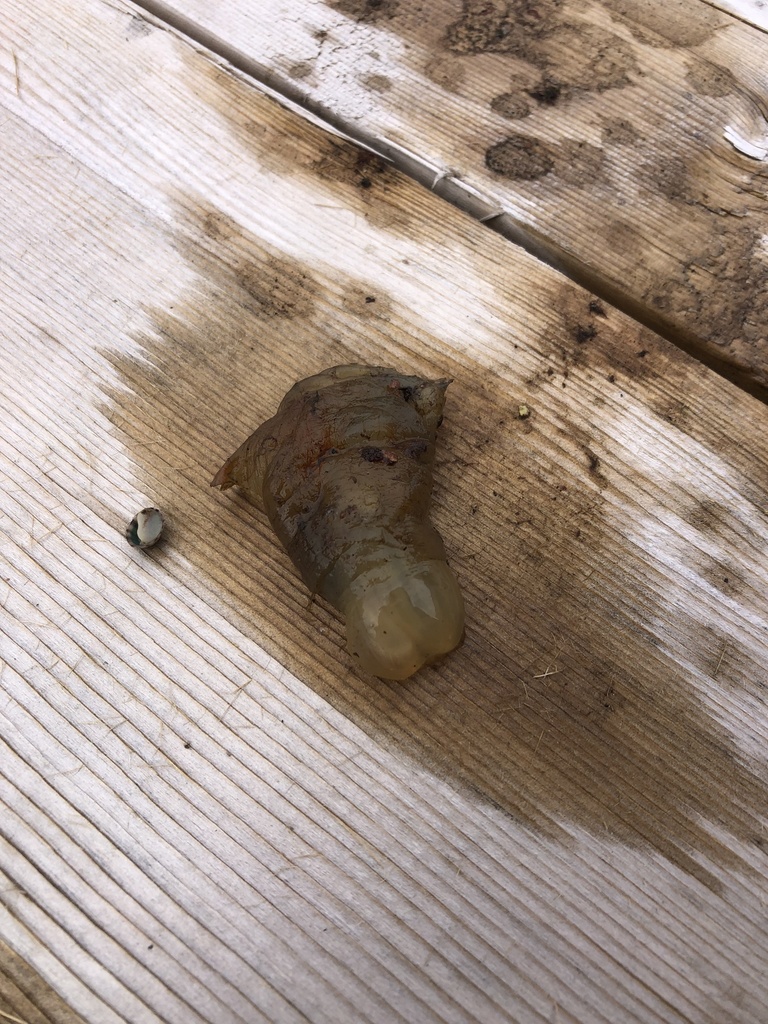 Sea Vase from Indian Harbour, Halifax, CA on September 15, 2021 at 03: ...