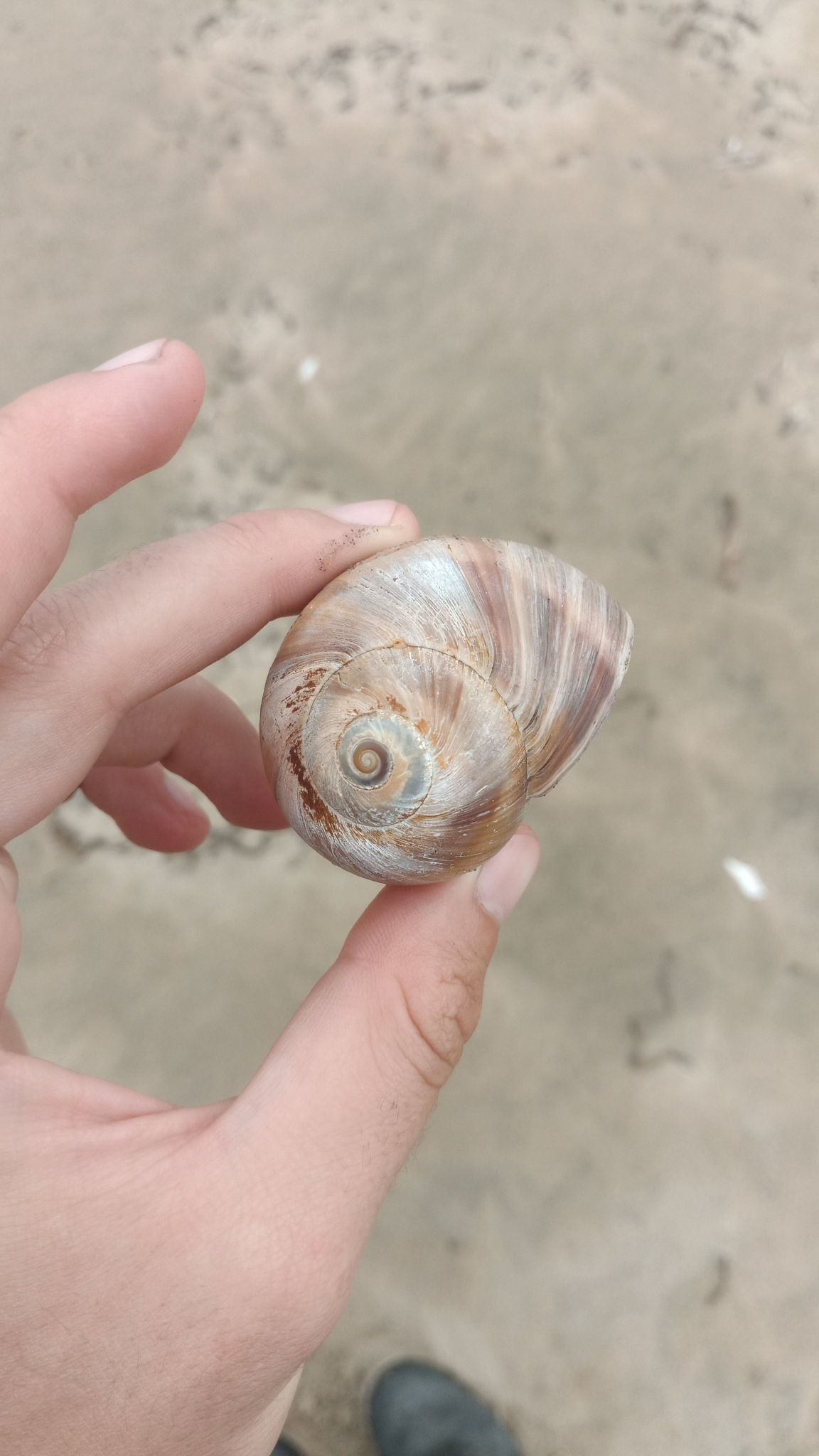 Cryptonatica janthostoma (Deshayes, 1839)