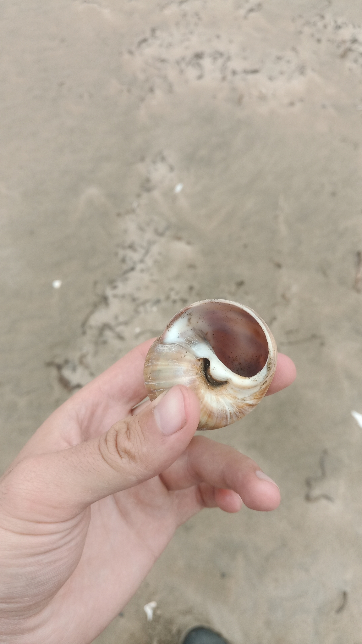 Cryptonatica janthostoma (Deshayes, 1839)