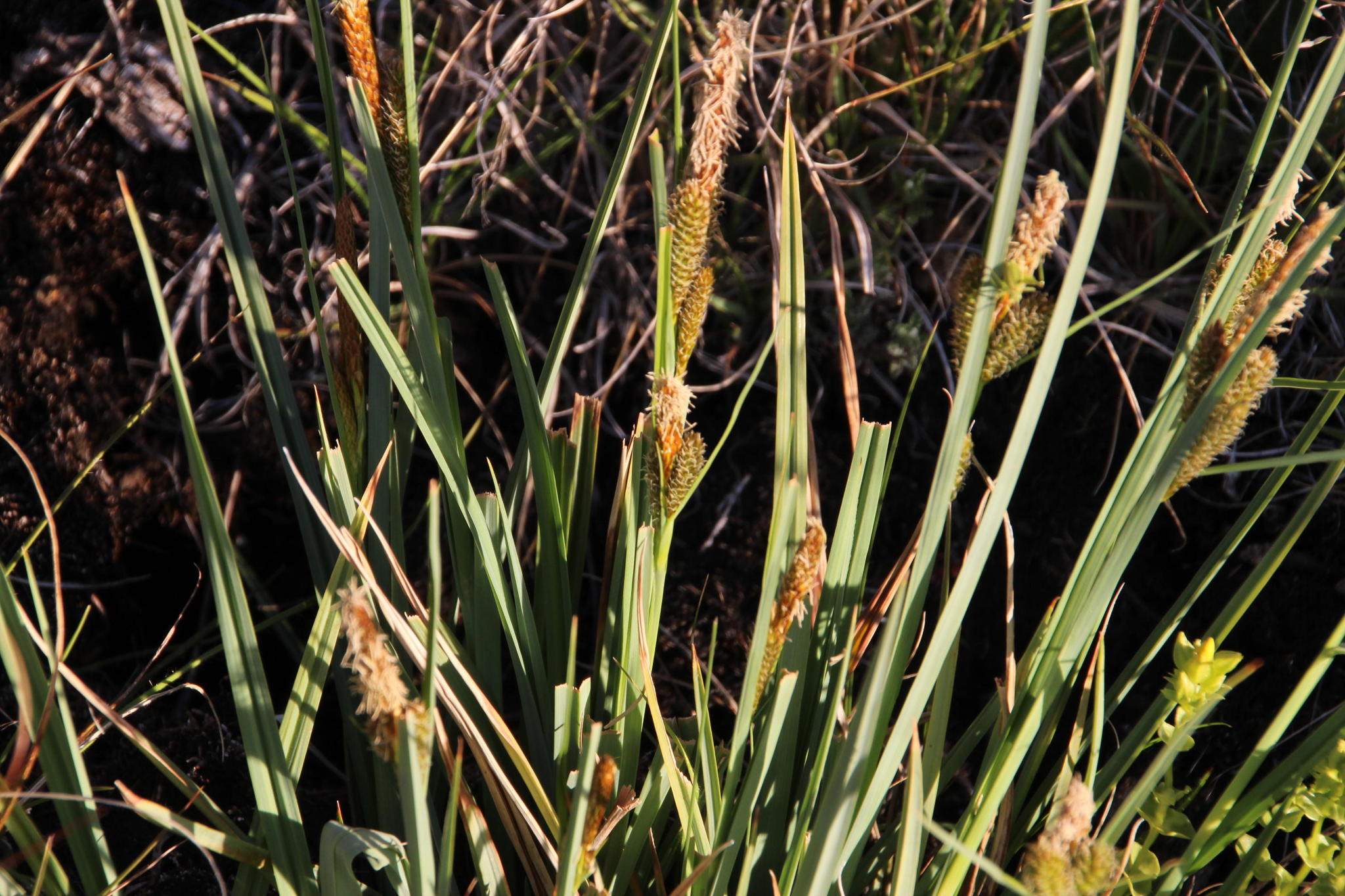 Carex clavata Thunb.