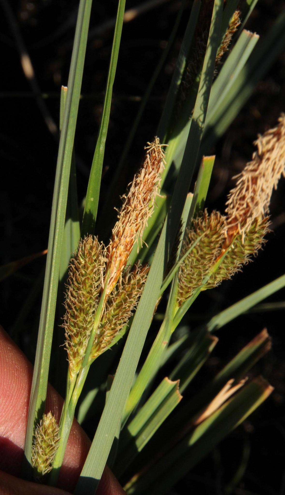 Carex clavata Thunb.