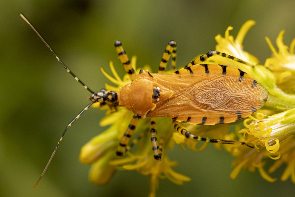Orange Assassin Bug from Newark, DE, USA on September 15, 2021 at 01:04 ...