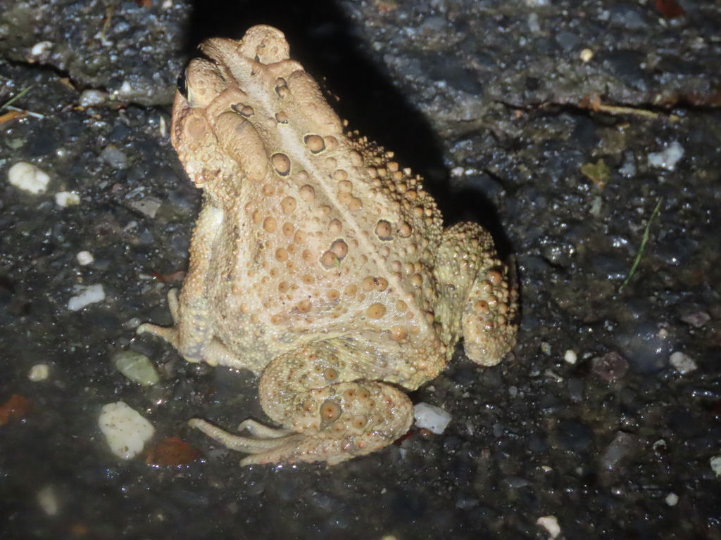 American Toad from Font Hill, Ellicott City, MD 21042, USA on September ...