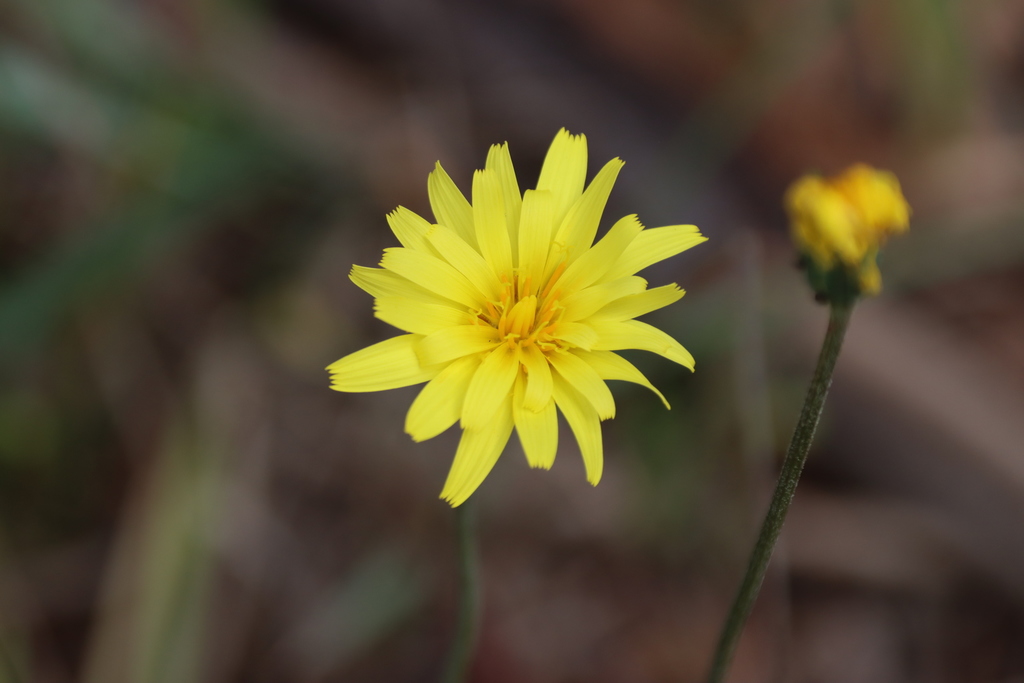 Murnong (Microseris walteri) - Botanical Realm