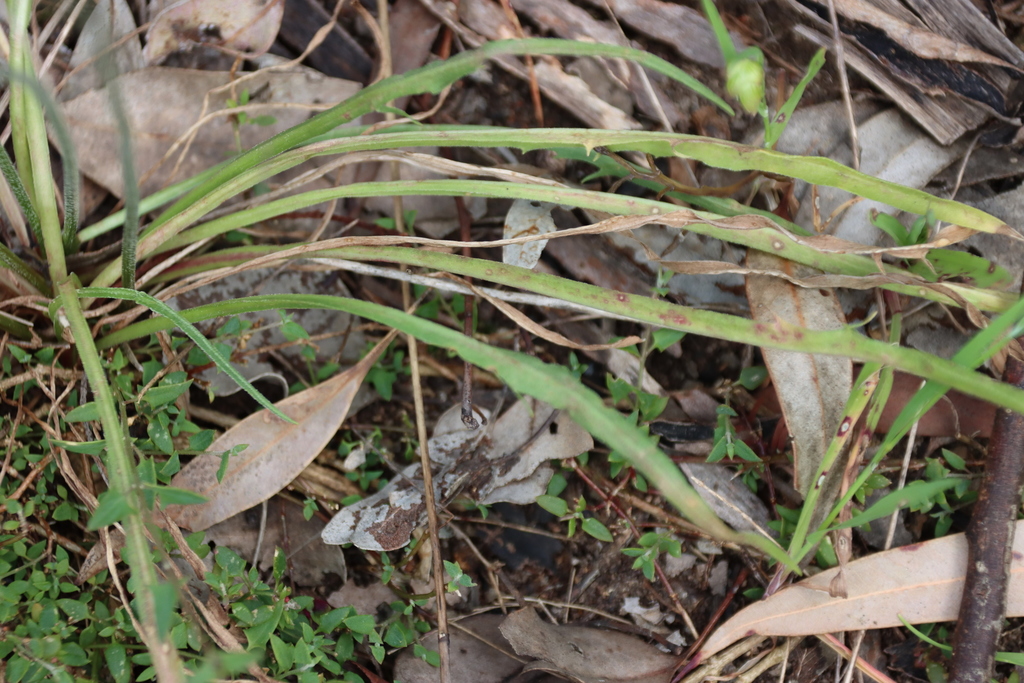 Murnong (Microseris walteri) - Botanical Realm
