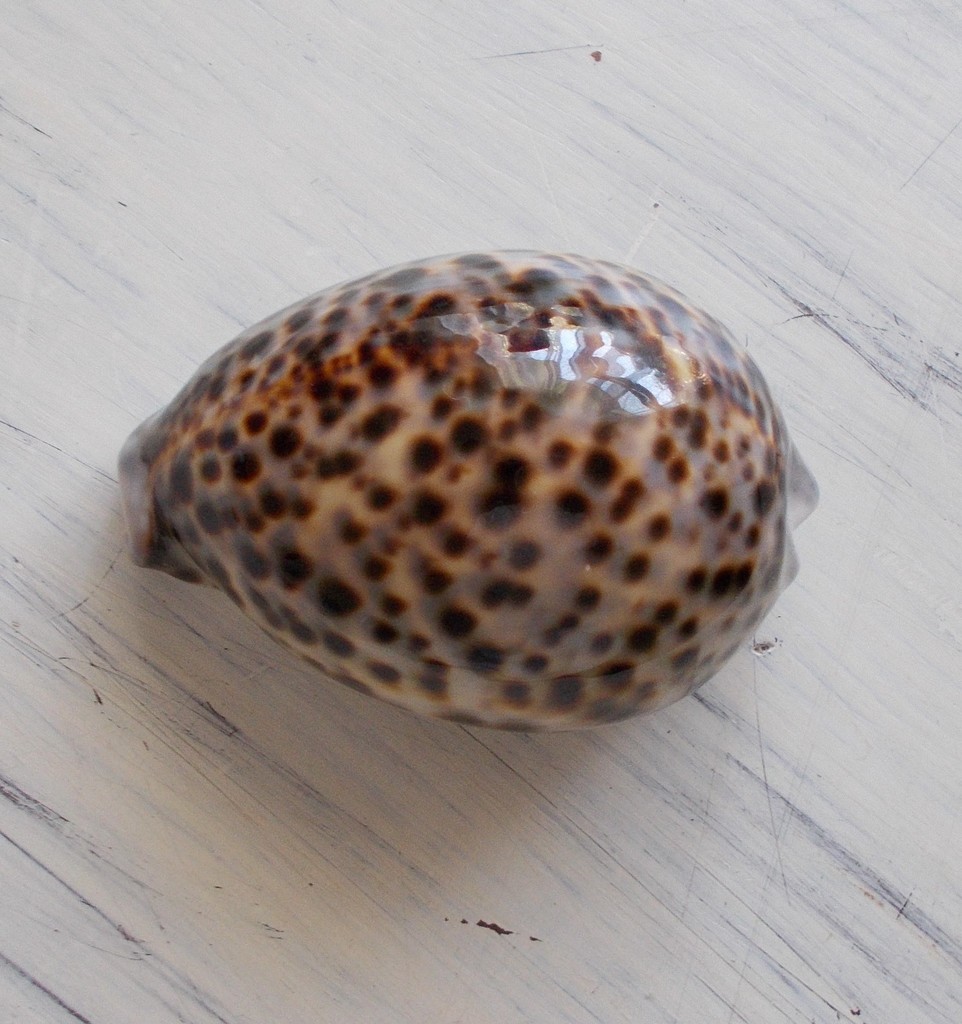 Tiger Cowry from Sydney on October 29, 2017 at 12:13 PM by Velimir ...