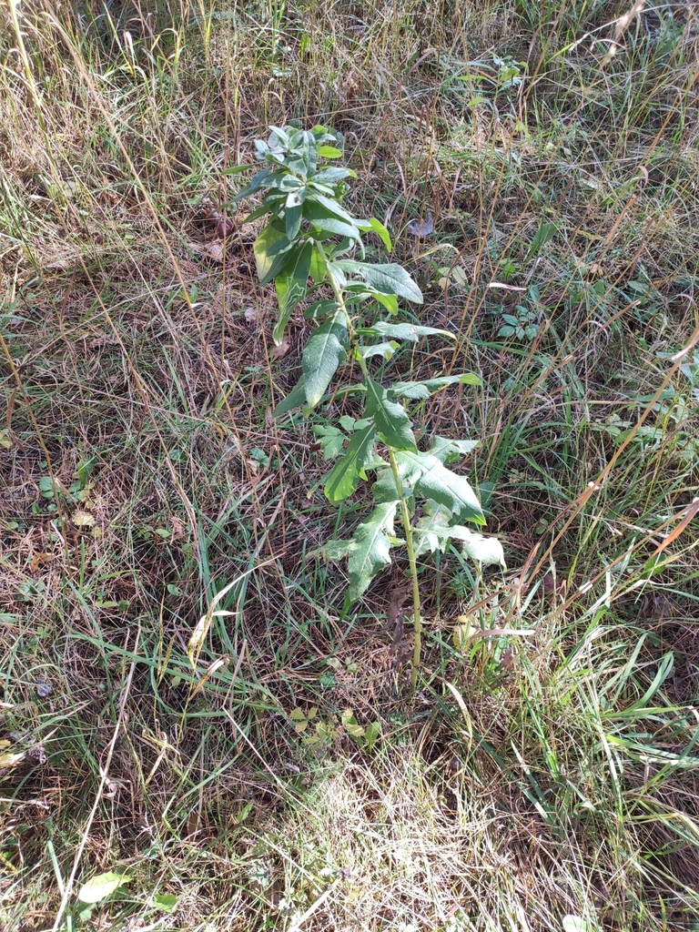 creeping thistle from Кемерово, Кемеровская обл., Россия, 650002 on ...