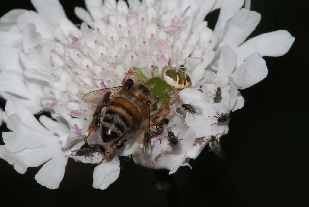 Synema from Walter Sisulu National Botanical Garden on February 26 ...