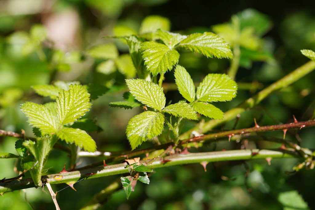 European blackberry complex from Olinda VIC 3788, Australia on ...