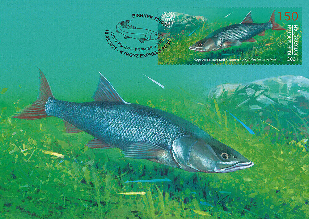 Pike Asp (Aspiolucius esocinus) - Marine Life Identification