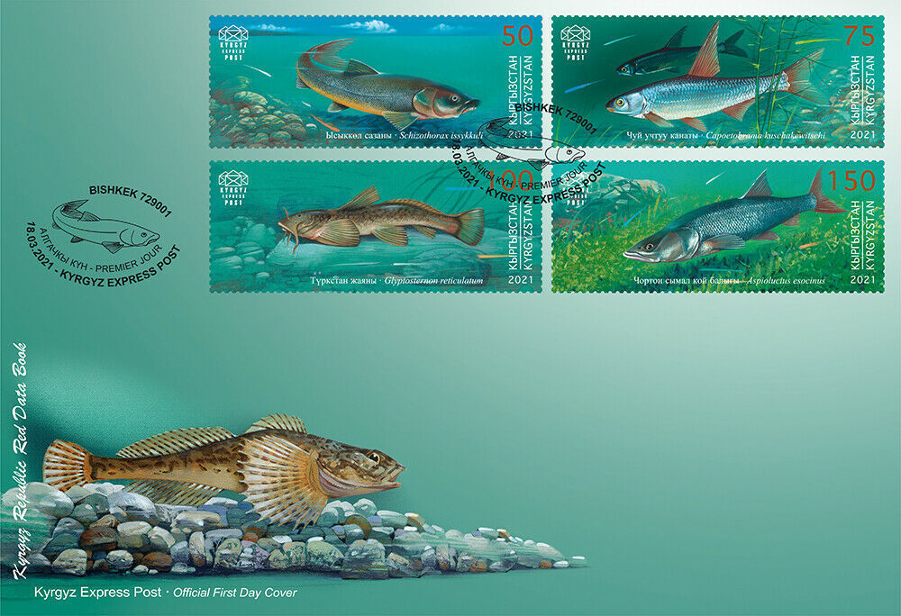 Pike Asp (Aspiolucius esocinus) - Marine Life Identification