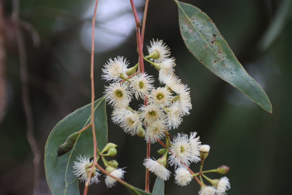 Yellow Box (Eucalyptus melliodora) - Botanical Realm