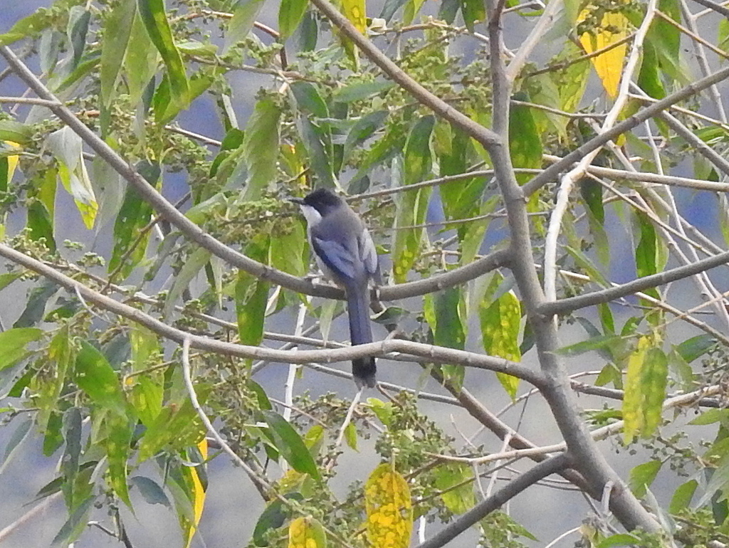 Grey Sibia from Khonoma, Nagaland 797002, India on March 26, 2018 at 05:59 AM by shivaprakash ...