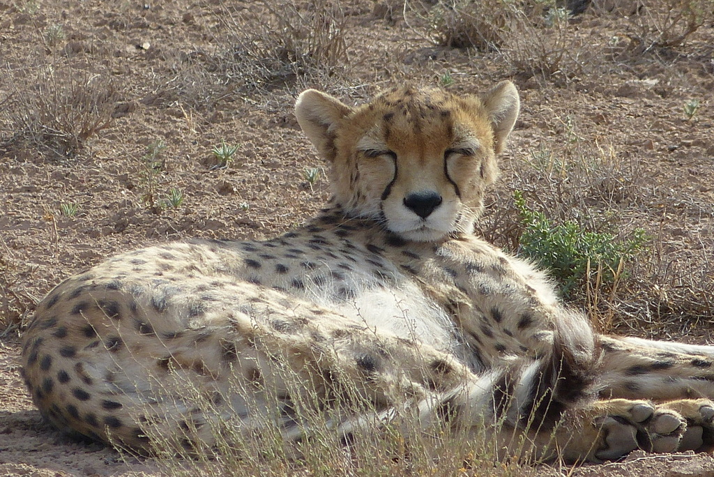 Asian Cheetah (Acinonyx jubatus venaticus) - Know Your Mammals