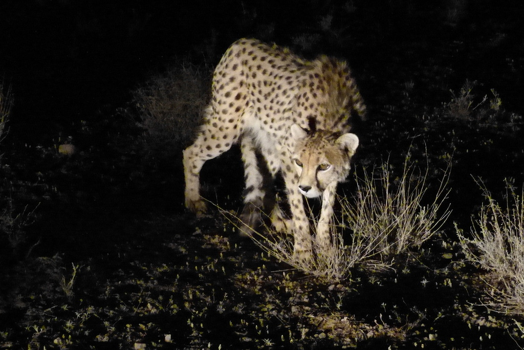Asian Cheetah (Acinonyx jubatus venaticus) - Know Your Mammals