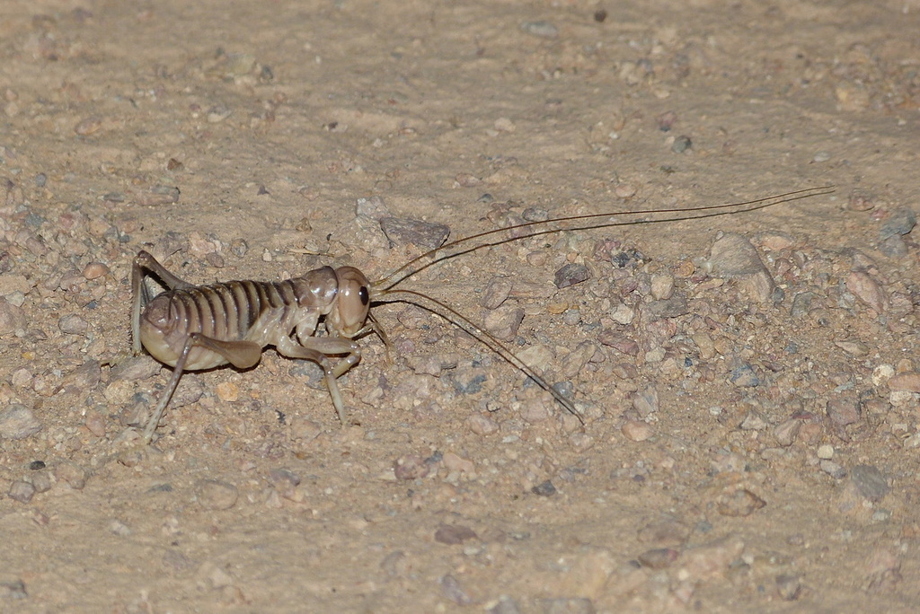 Lezina from Khorasan septentrional, Iran on May 19, 2013 at 08:52 PM by ...