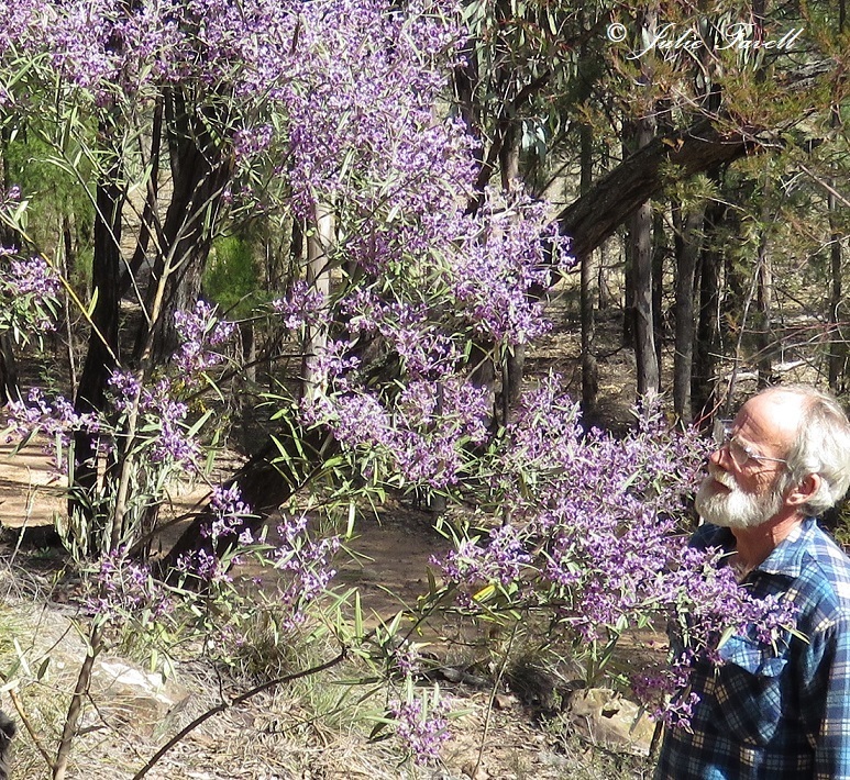 Hovea apiculata from Bogee NSW 2849, Australia on September 15, 2021 at ...