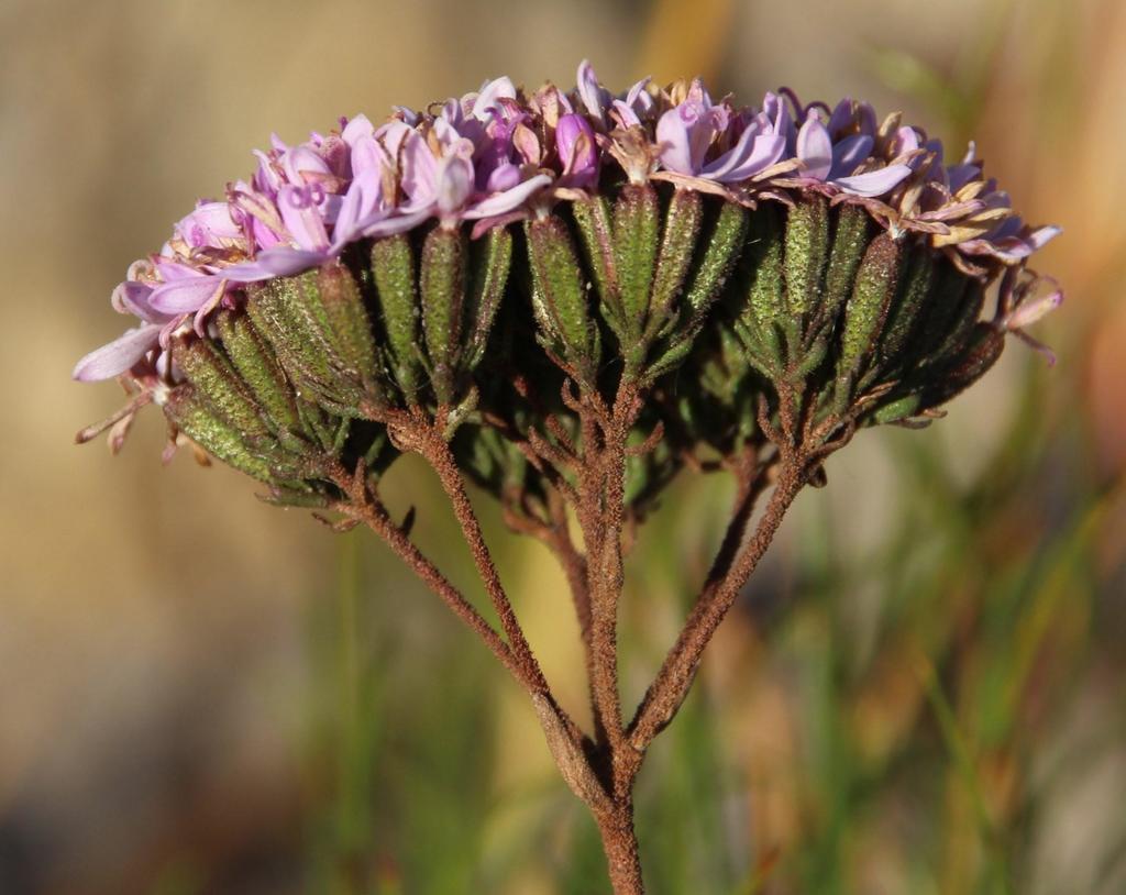 Corymbium africanum scabridum from Lakeside ascent to Muizenberg Peak ...