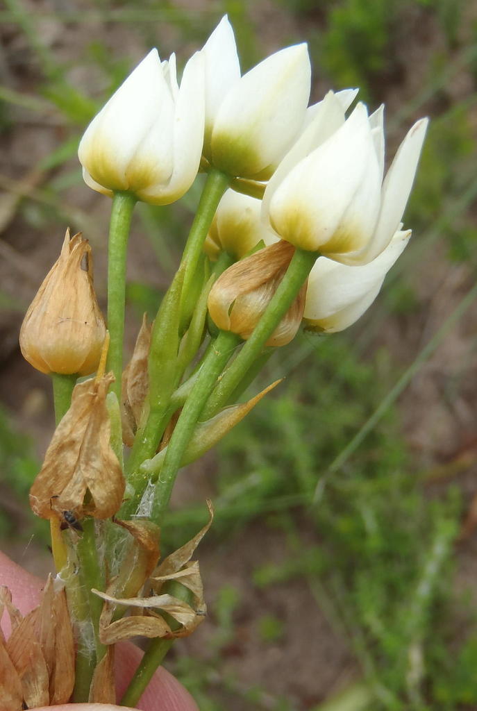 Yellow Chincherinchee (Knysna Heads Viewpoint - Site Specific ...