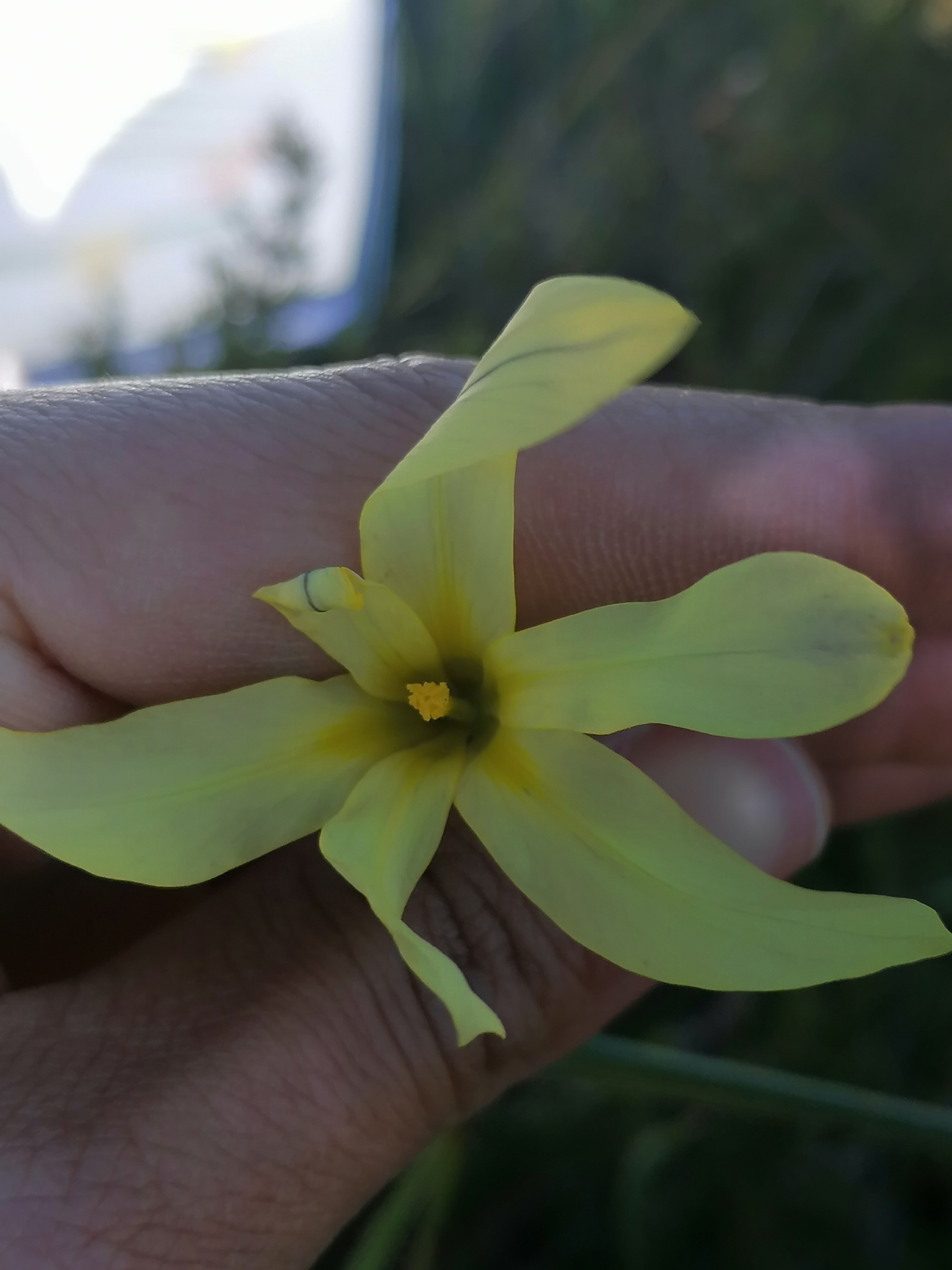 Moraea collina Thunb.