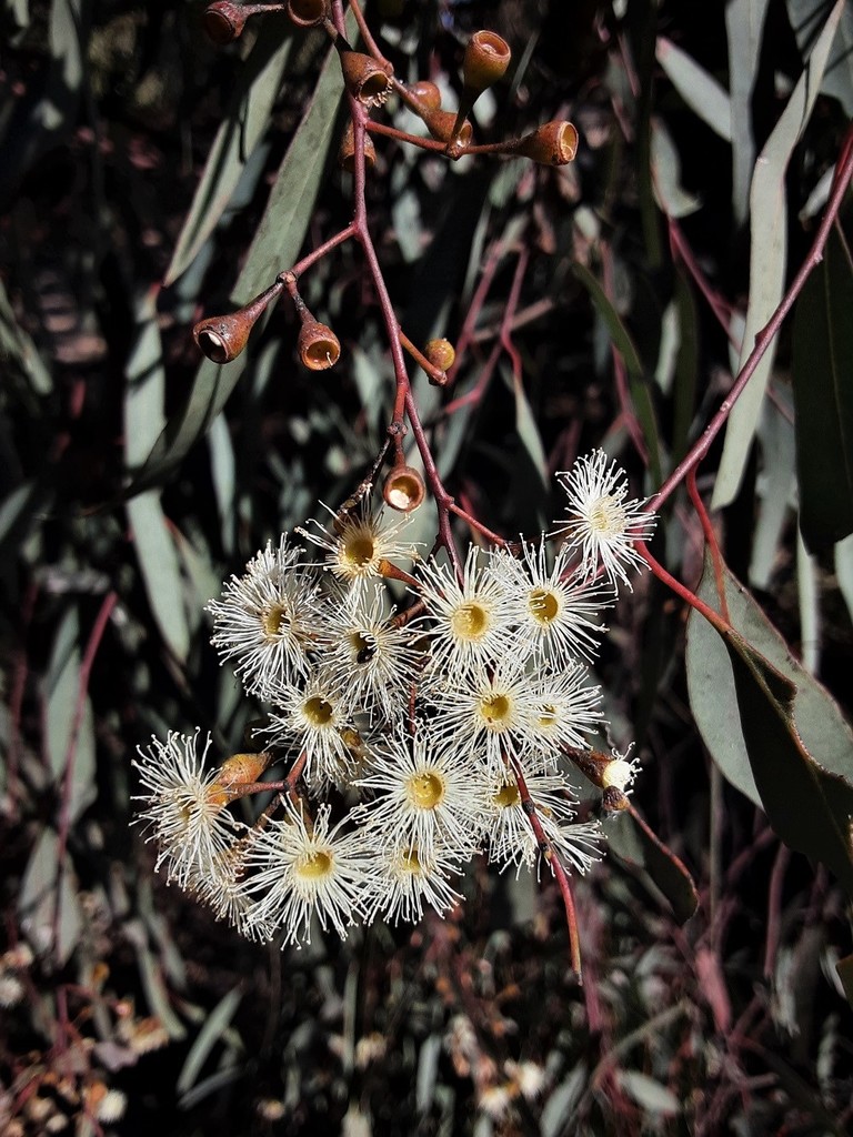 Narrow-leaved Ironbark from Bogee NSW 2849, Australia on September 15 ...