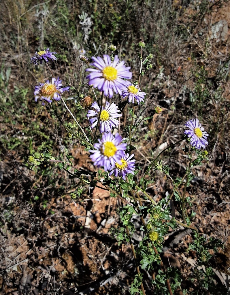 Purple Burr-daisy from Bogee NSW 2849, Australia on September 15, 2021 ...