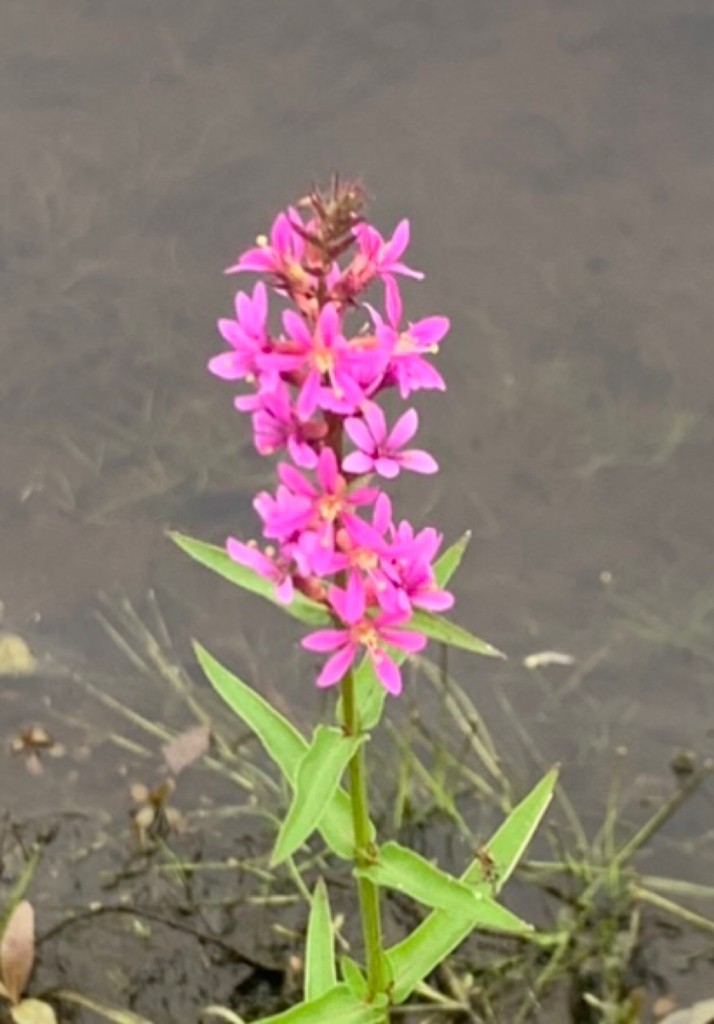 purple loosestrife (Known Regulated Invasive Plants in Edmonton ...