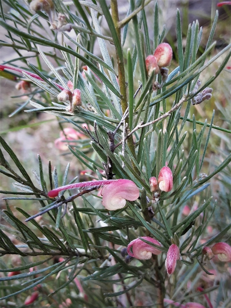Grevillea obtusiflora fecunda from Bogee NSW 2849, Australia on ...