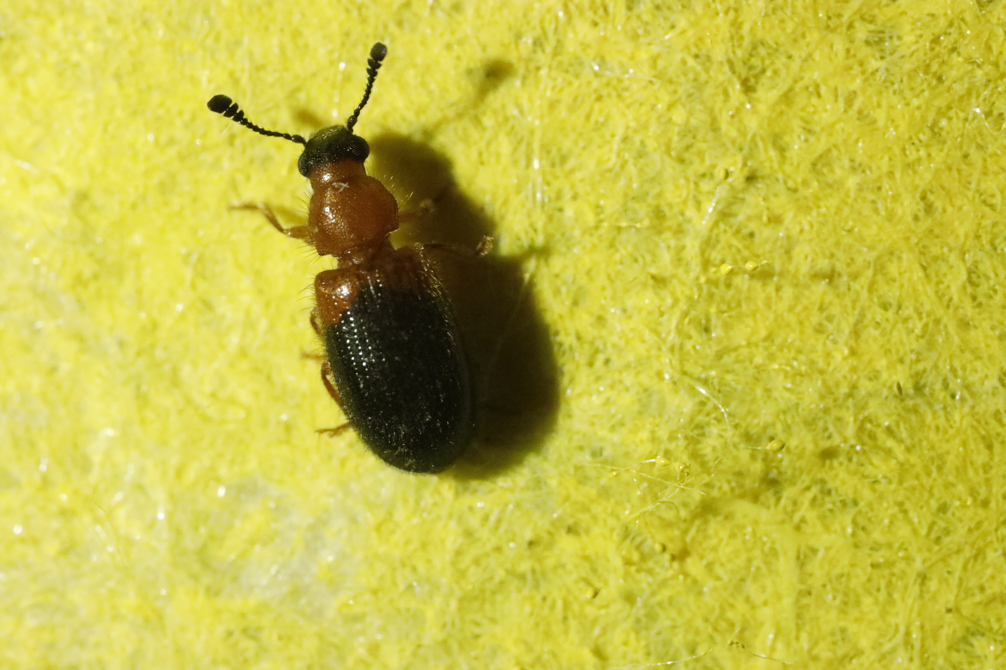 Necrobia ruficollis (Fabricius, 1775)