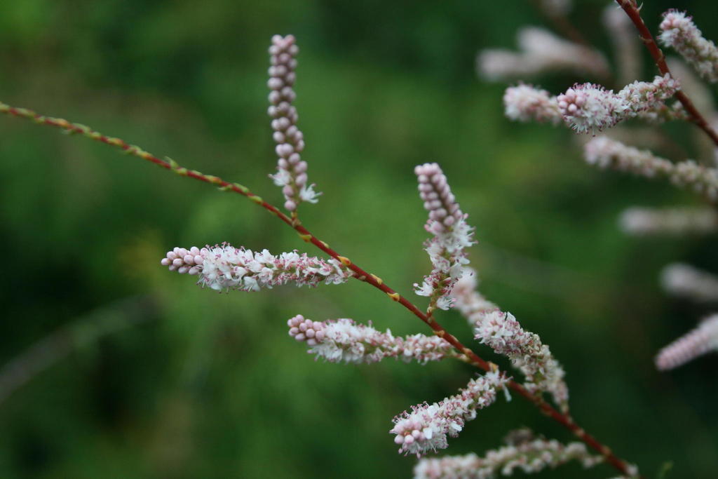 Wild Tamarisk (Tamarix usneoides) - Botanical Realm