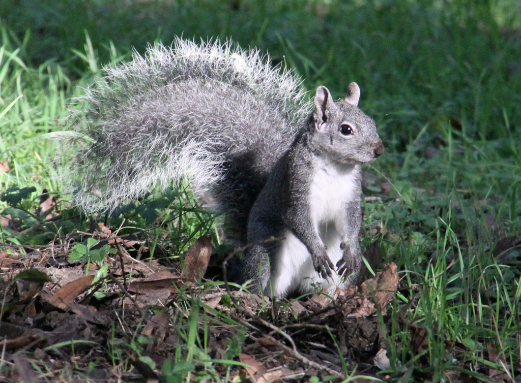 Western Gray Squirrel (Sciurus griseus) - Know Your Mammals