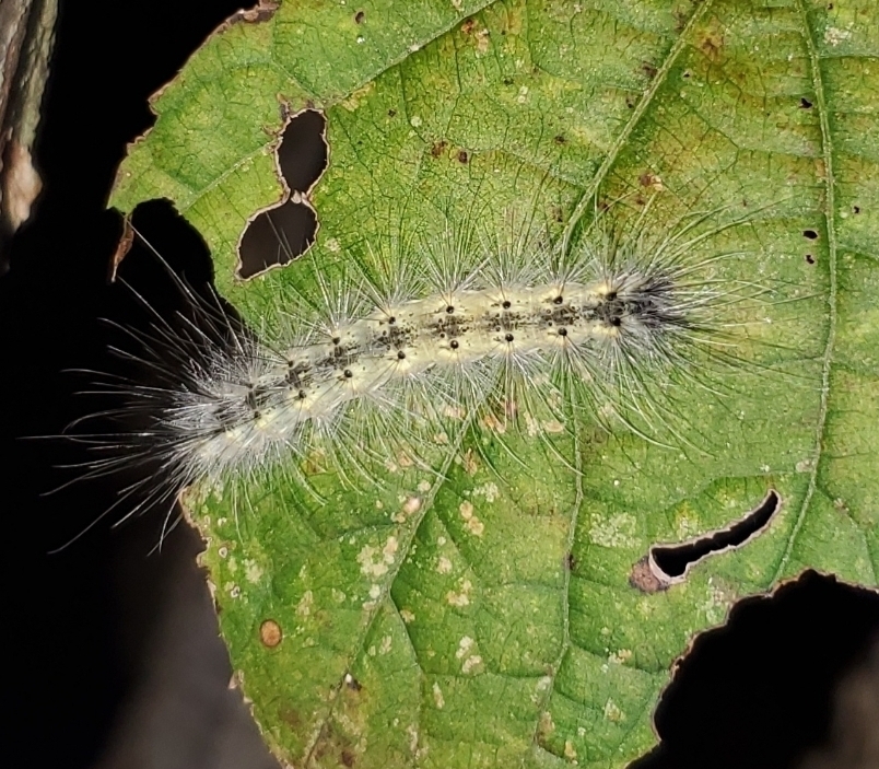 Fall Webworm Moth from Glouster, OH 45732, USA on September 17, 2021 at ...