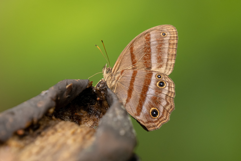 Satyrotaygetis tiessa from Metropolitan District of Quito, Ekvádor on ...