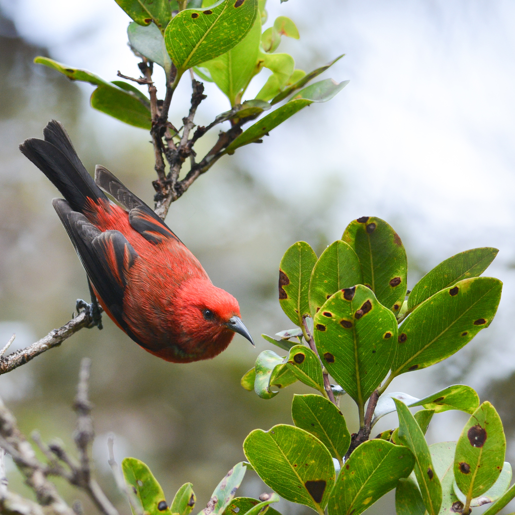 ʻApapane (Birds of Hawaii Volcanoes National Park) · iNaturalist