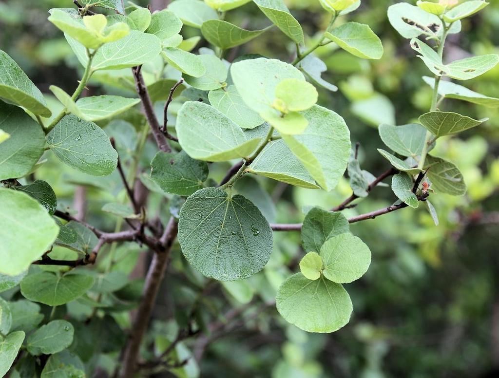 South African Wild Pear from Near Hamasha Camp, Leshiba Wilderness on ...
