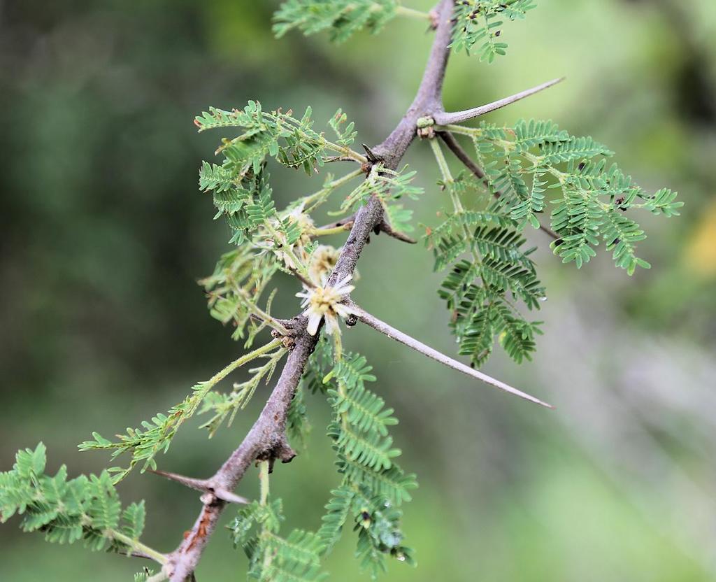 Red Thorn (Vachellia gerrardi) - Botanical Realm